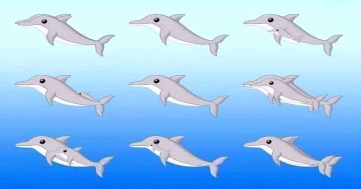 How Many Dolphins Are There In This Picture? - Wake Up Your Mind