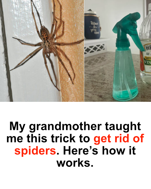 My grandmother taught me this trick to get rid of spiders. Here’s how ...