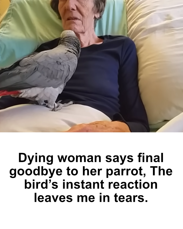 Dying woman says final goodbye to her parrot, The bird’s instant ...