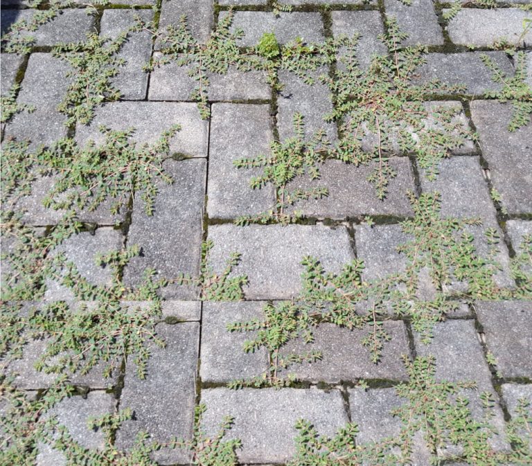 My grandma showed me the easiest way to get rid of driveway weeds with ...