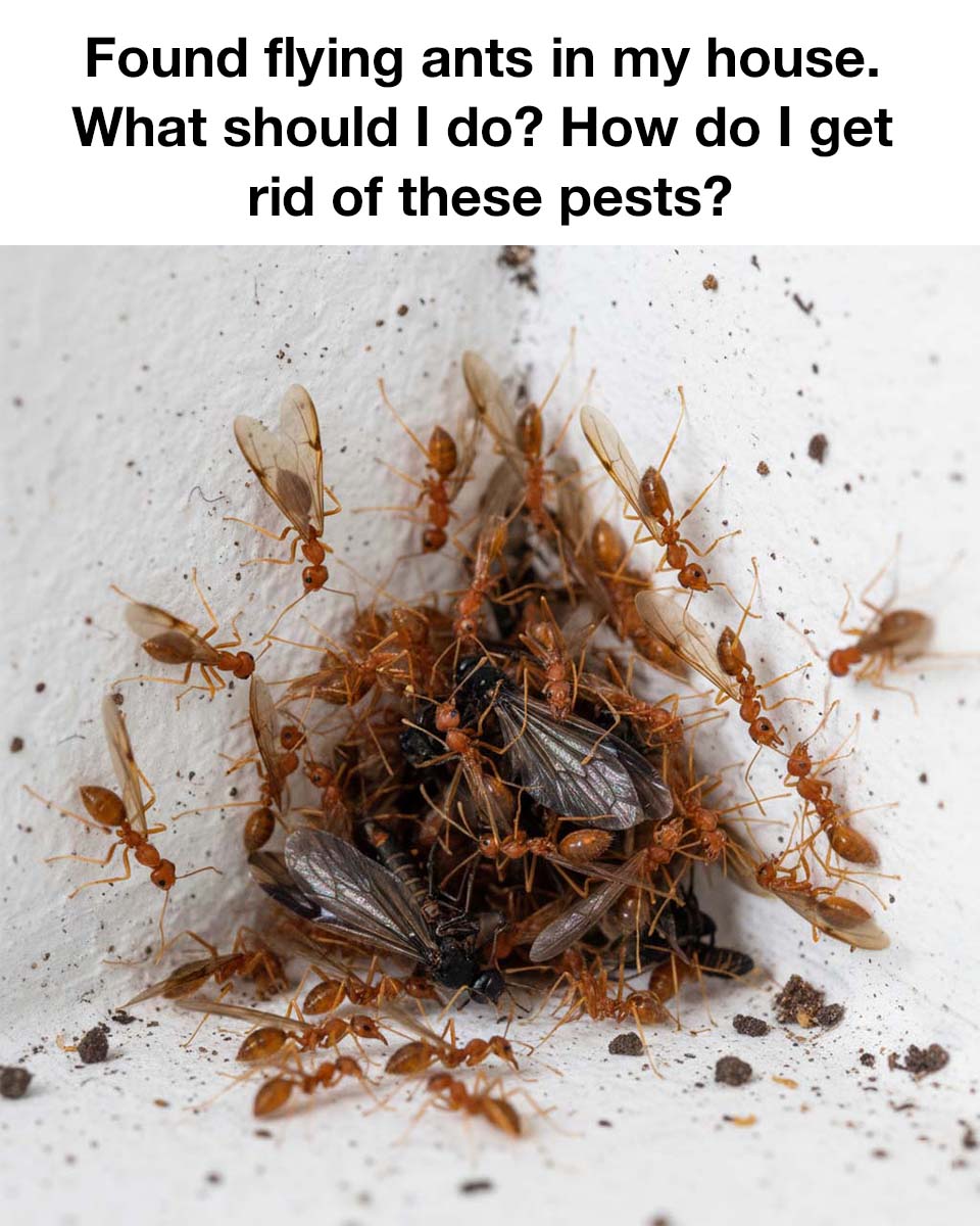 Flying ants have appeared in my home: what’s the best way to eliminate ...