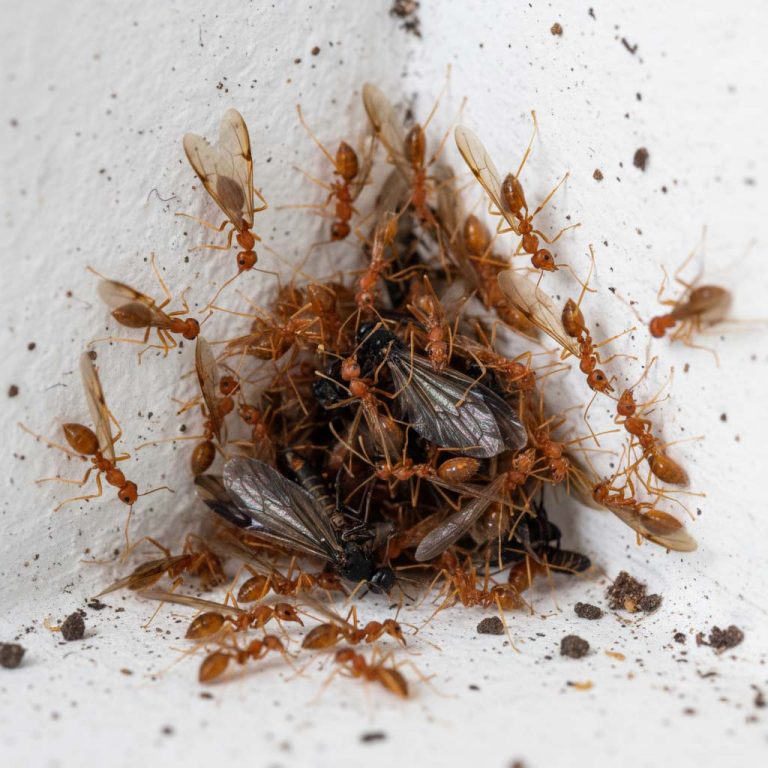 Flying ants have appeared in my home: what’s the best way to eliminate ...